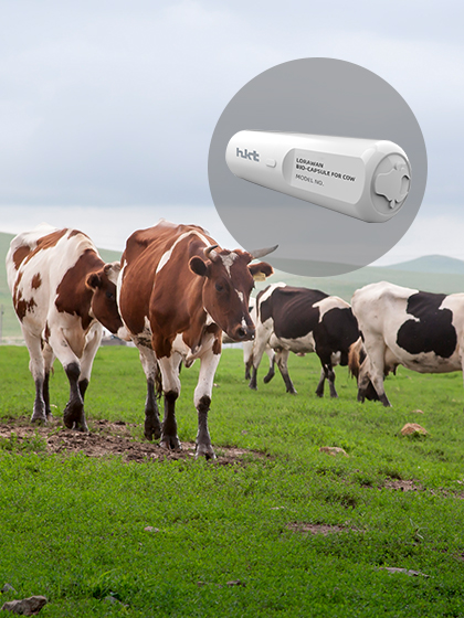 Bio Capsule For Cow The Most Complete Lorawan Iot Sensors