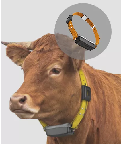 What Is Pet/Cattle Location Tracking? - THE MOST COMPLETE LoRaWAN IOT ...