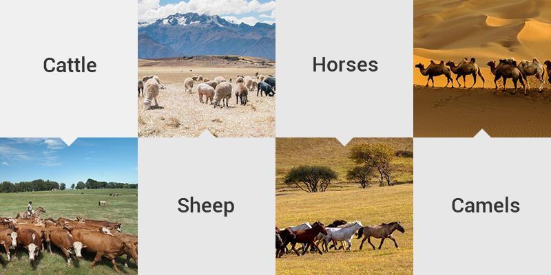 Gps Cattle Tracker Lora Cattle Tracker The Most Complete Lorawan Iot